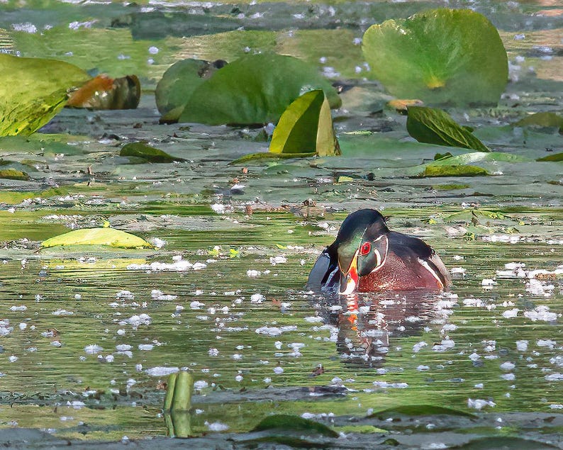Wood Duck and Cottonwood Fluff at Sheldon Marsh - Etsy