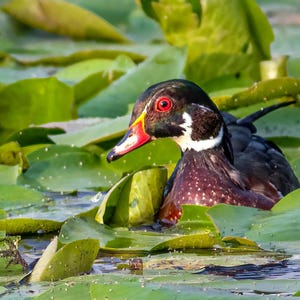 Wood Duck at Sheldon Marsh - Etsy