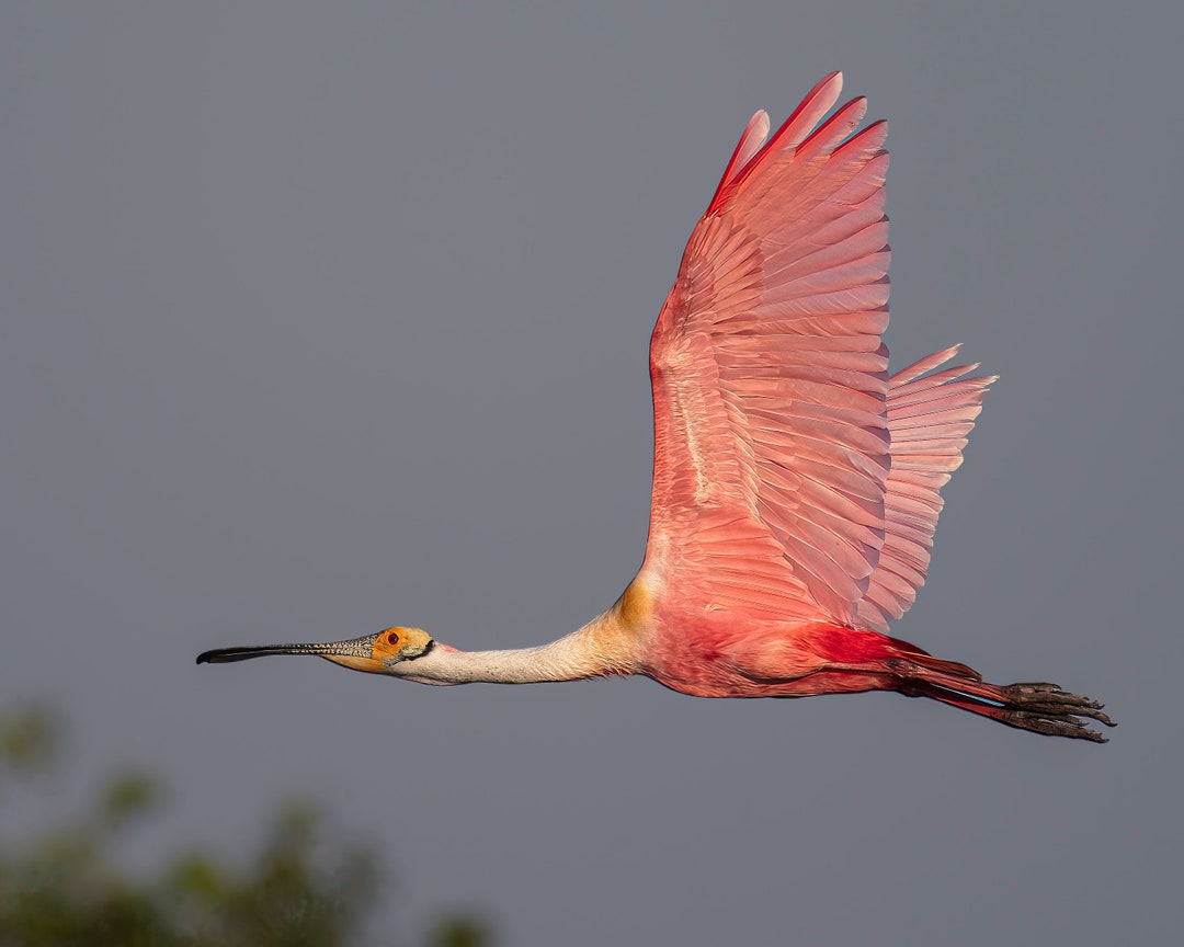 Roseate Spoonbill Over Stick Marsh (image 3) - Etsy