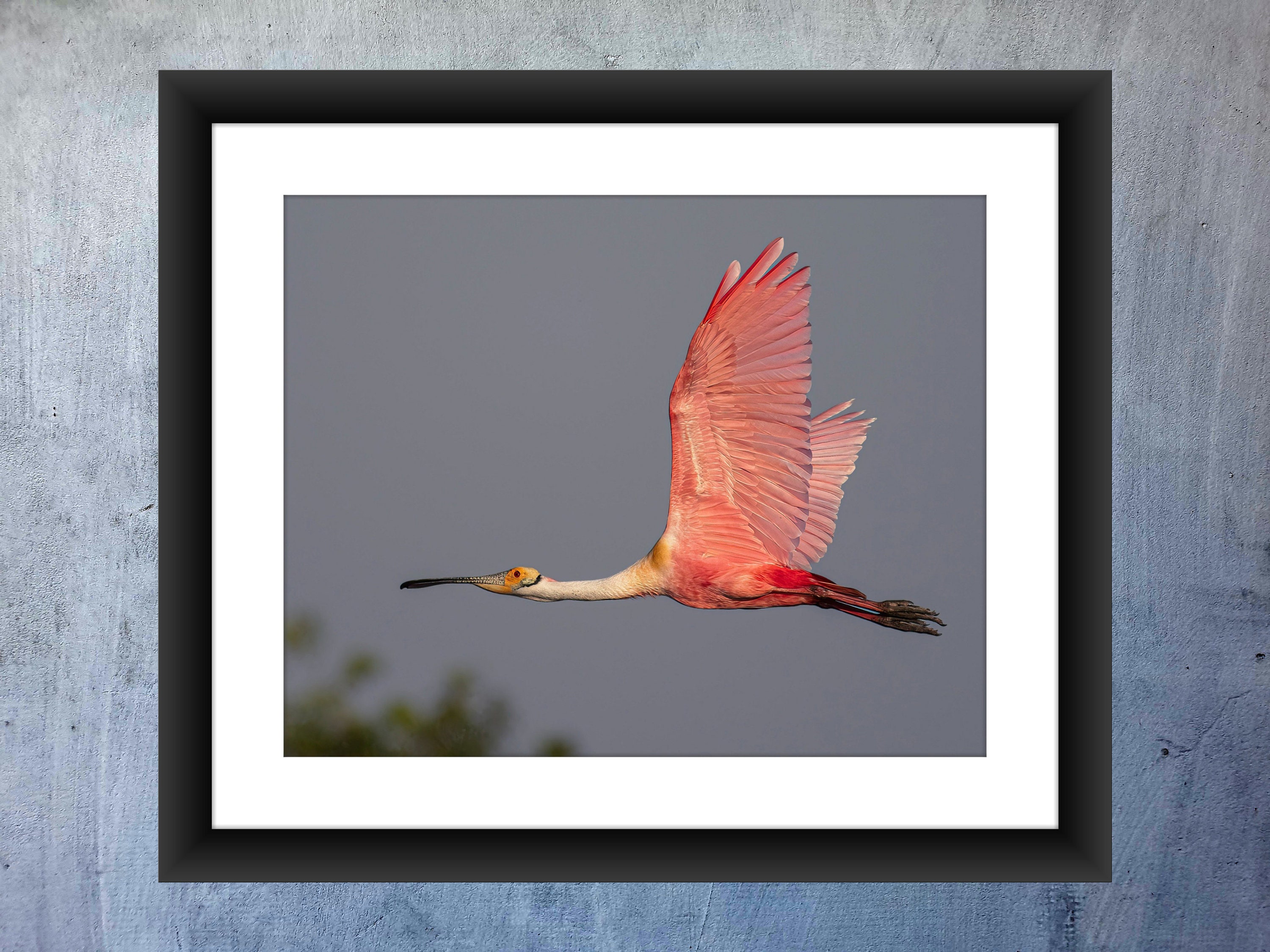 Roseate Spoonbill Over Stick Marsh (image 3) - Etsy