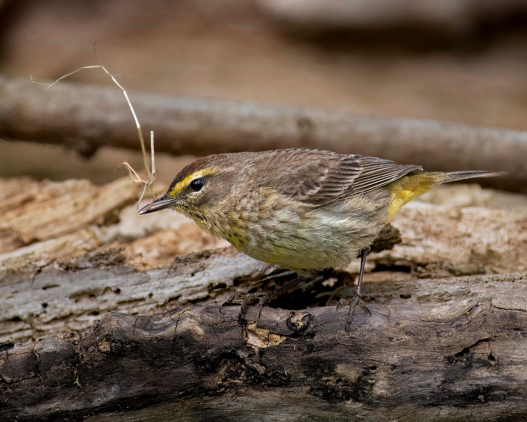 Palm Warbler at Magee Marsh - Etsy