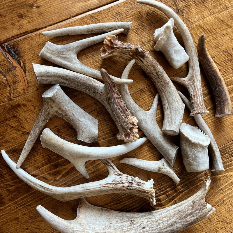 Real Deer Antlers - Etsy