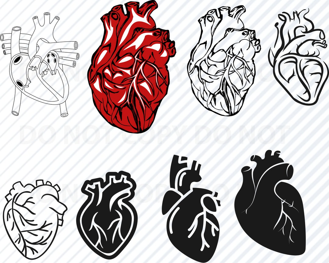 Anatomical Heart Bundle SVG Files - Cardiology Svg Clipart - Anatomy ...