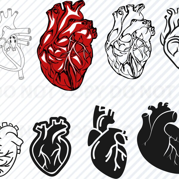 Heart Anatomy Stencil - Etsy