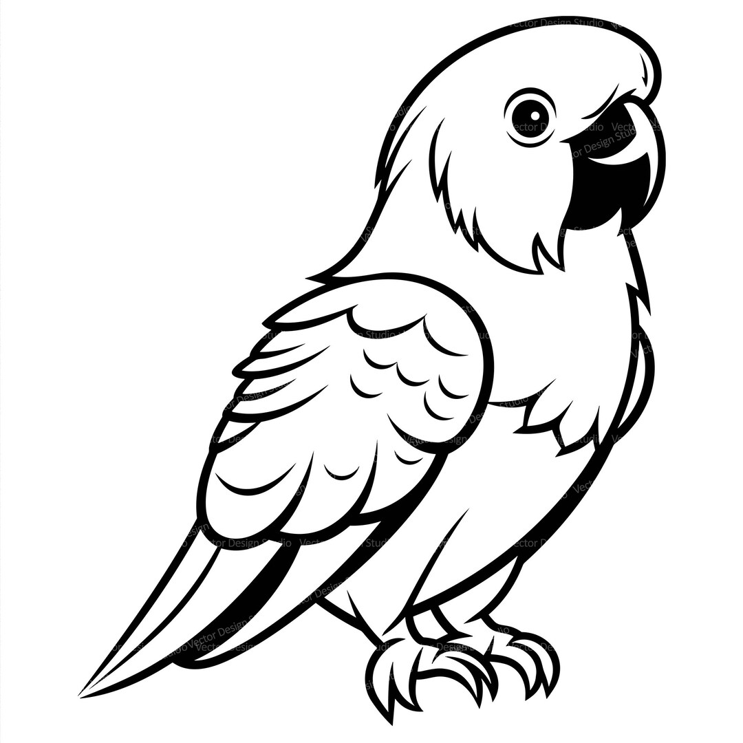 Parakeet Svg & PNG File Graphic, Bird Clipart Vector, Talking Birds SVG ...