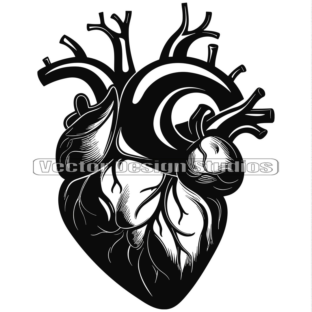 Anatomical Heart Svg & PNG Files, Medical Heart Clipart, Silhouette ...
