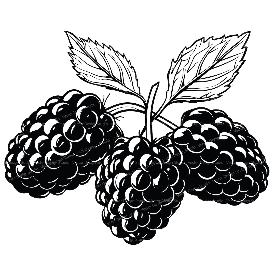 Blackberries Svg & PNG Files, Raspberry Fruit Clipart Silhouette Vector ...