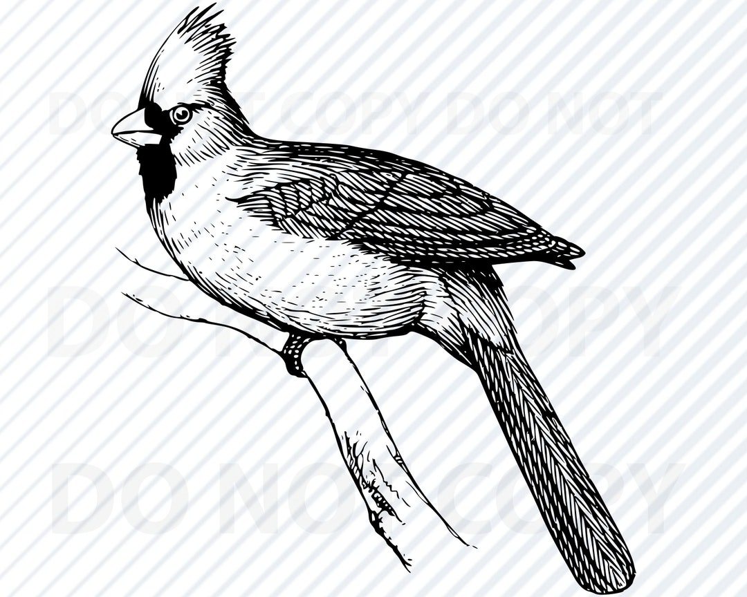 Cardinal SVG Files - Cardinal Vector Image Clipart - Birds SVG File ...
