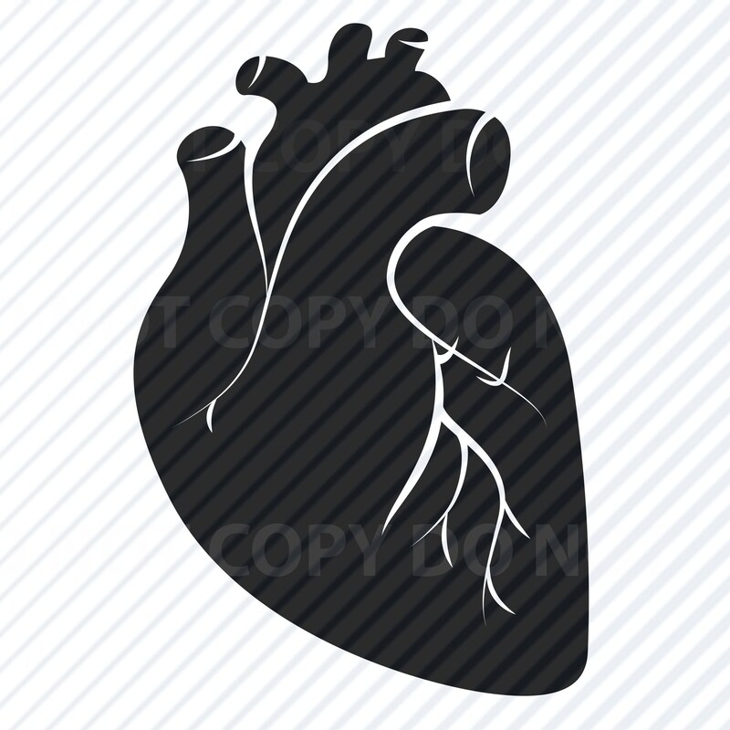 Anatomical Heart Stencil - Etsy