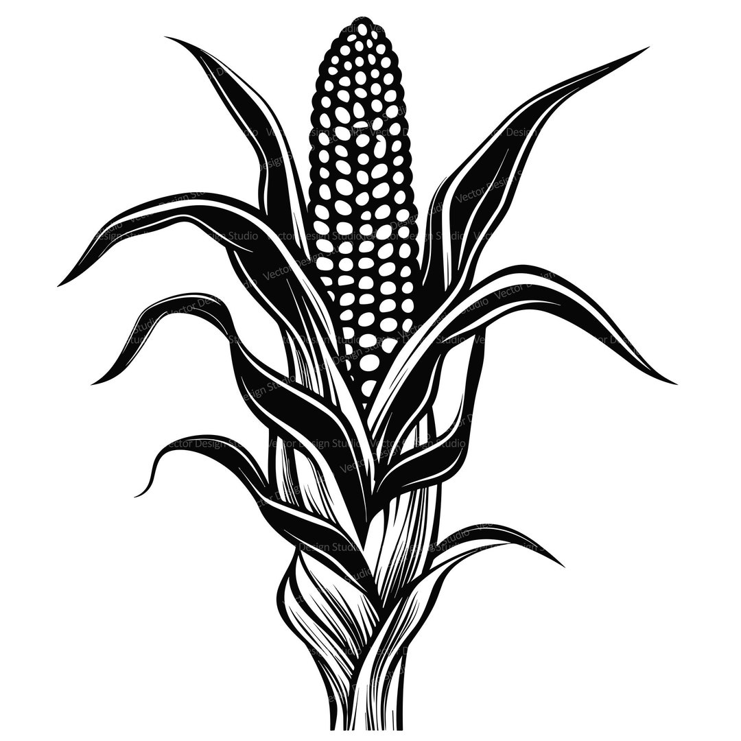 Corn Stalk Svg & PNG Files, Ear of Corn Clipart Silhouette, Gain Vector ...
