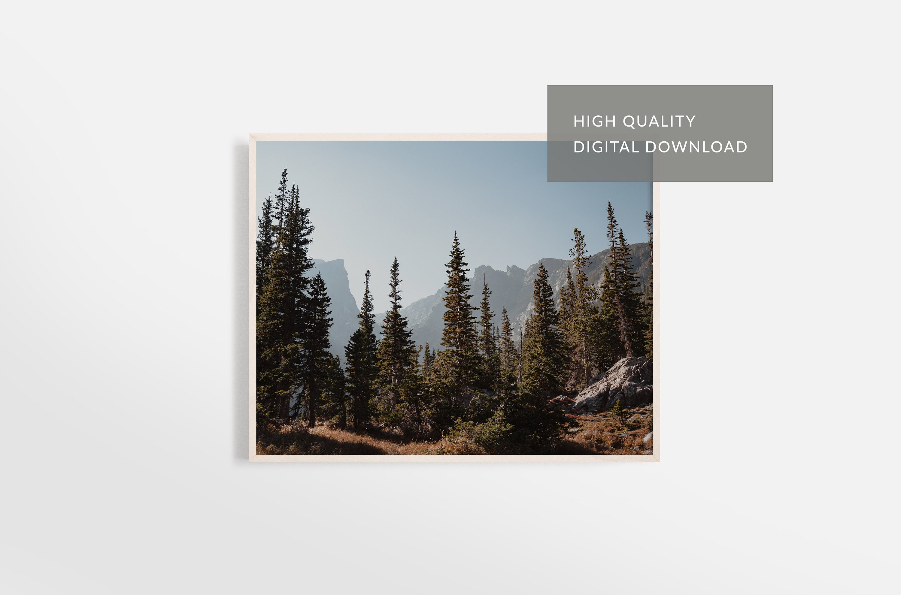 Colorado Photo, Wall Art, Home Décor, Tall Pine Trees, Digital Download ...