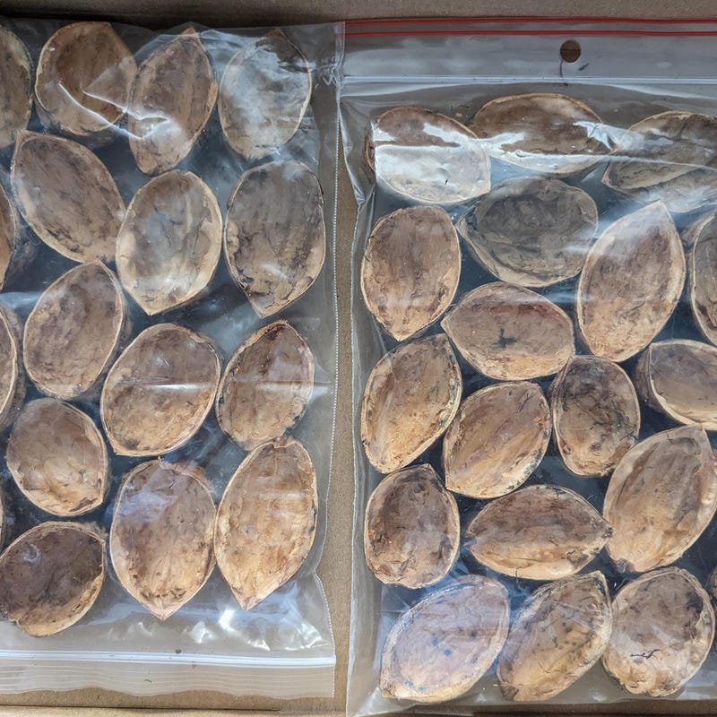 Walnut Shell - Etsy