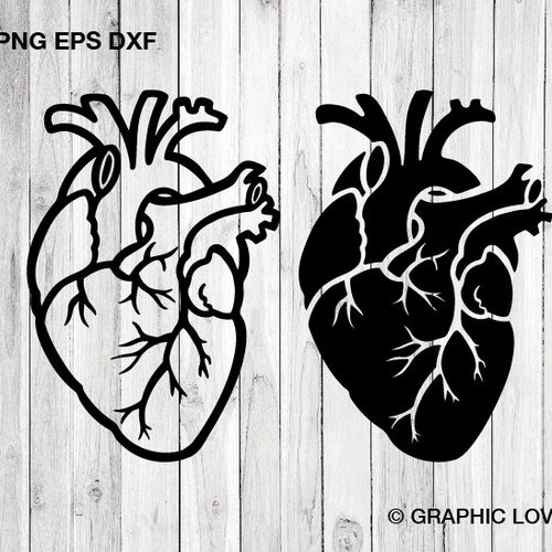 Anatomically Correct Heart Stencil