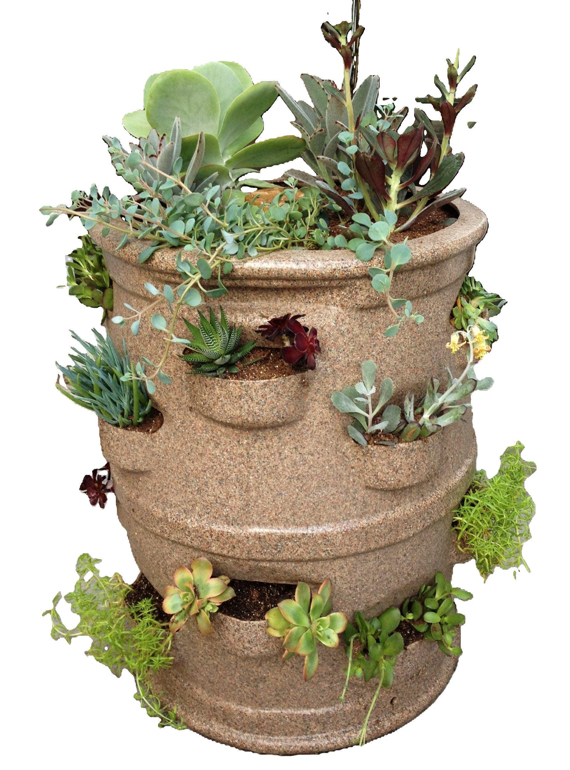 Multi-pocket Succulent Planter - Natural Sandstone Color, Succulent ...
