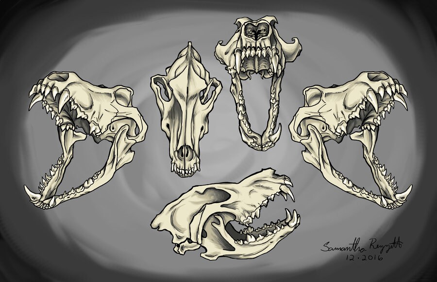 Wolf Skull Open Mouth