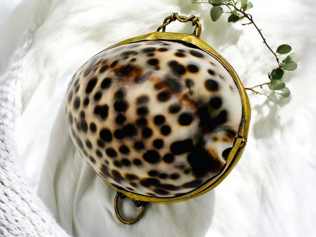 Vintage Polished Leopard Cowry Clam Shell Sea Shell Brass Hinged ...
