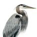 Blue Heron Drawing | ORIGINAL Artwork | Hand Drawn Illustration | Bird ...