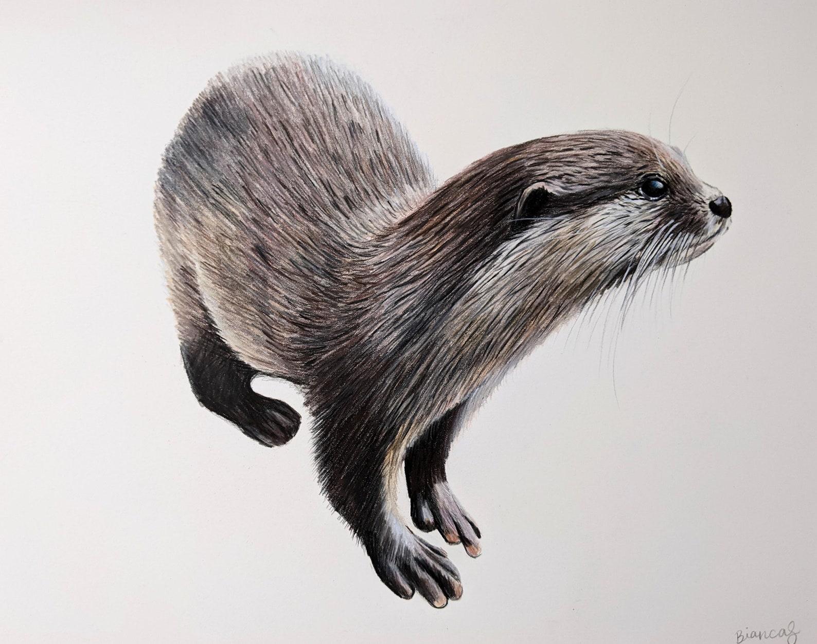 Otter Drawing Colored Pencil Otter Otter Artwork Hand Drawn Wildlife ...