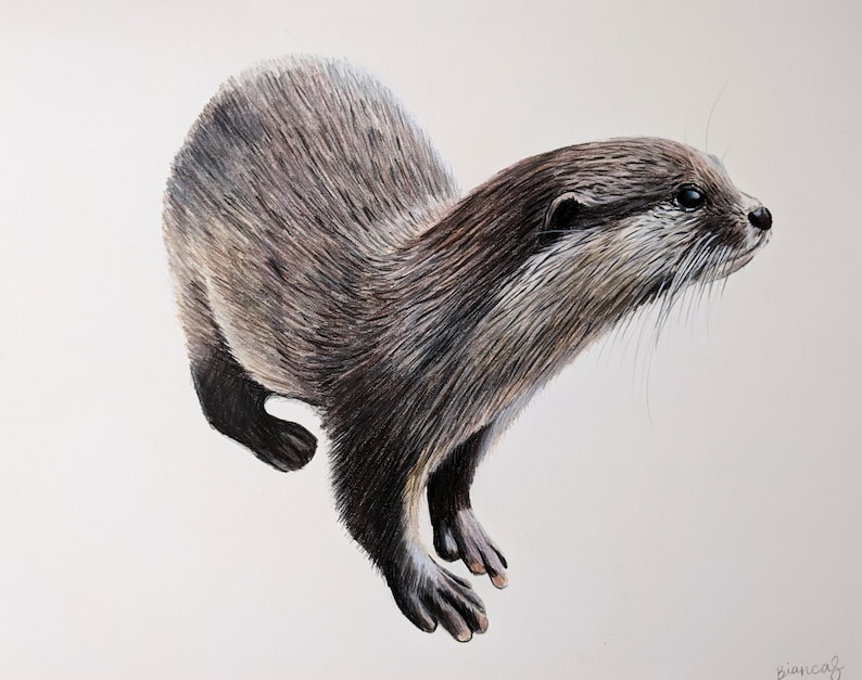 Dibujo de nutria / Nutria de lápiz de colores / Obra de arte - Etsy México