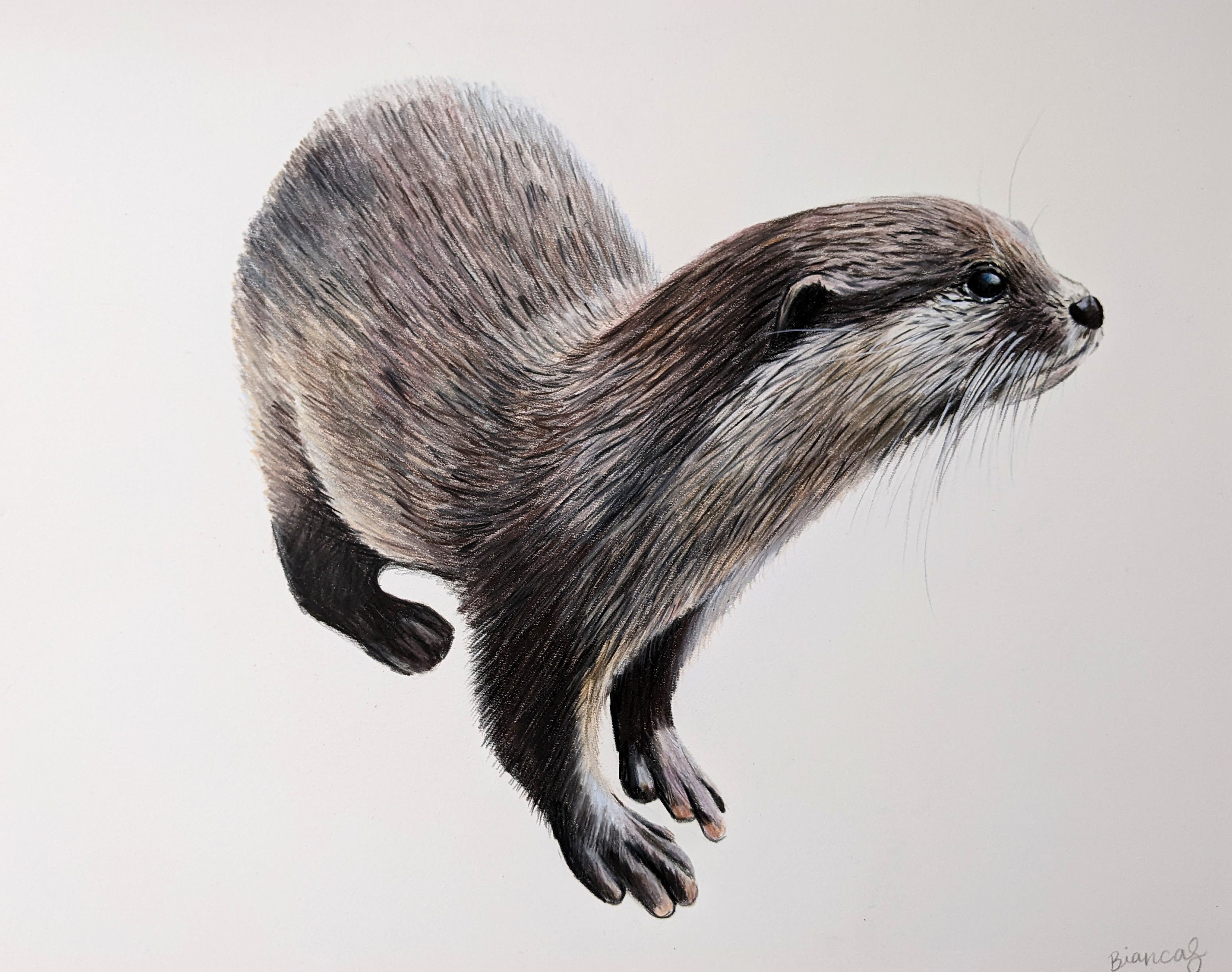 Otter Drawing