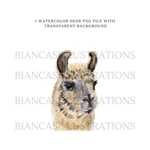 Llama Watercolor Clipart | Hand Painted | Illustration | Graphic ...