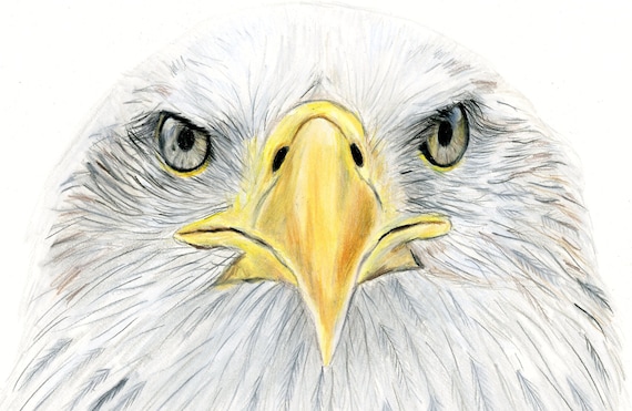 Drawing Of A Eagle Colored
