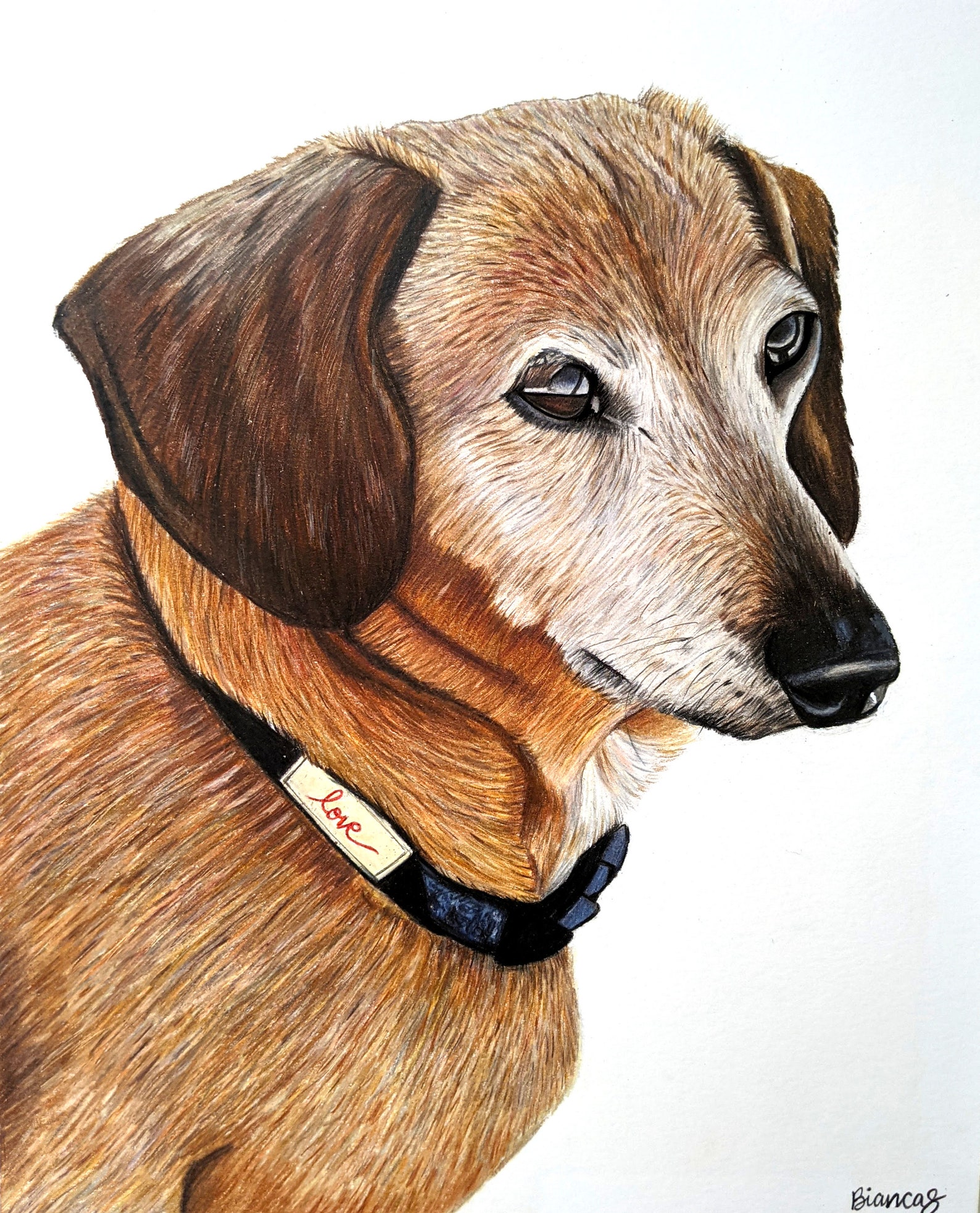 Custom Colored Pencil Pet Portraits Realistic Dog and Cat - Etsy UK