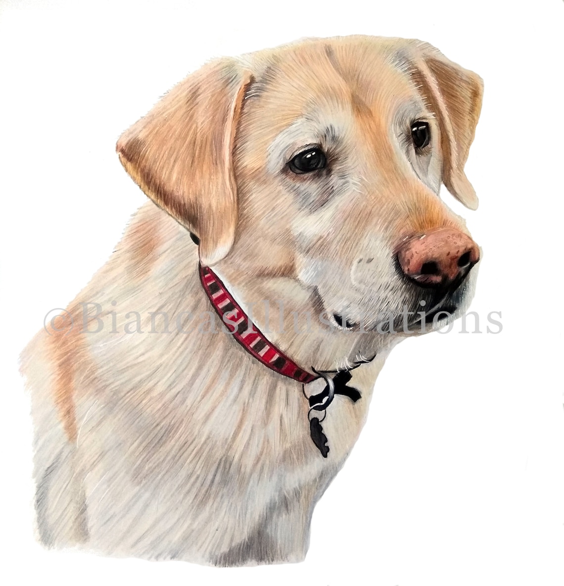 Custom Colored Pencil Pet Portraits Realistic Dog and Cat | Etsy