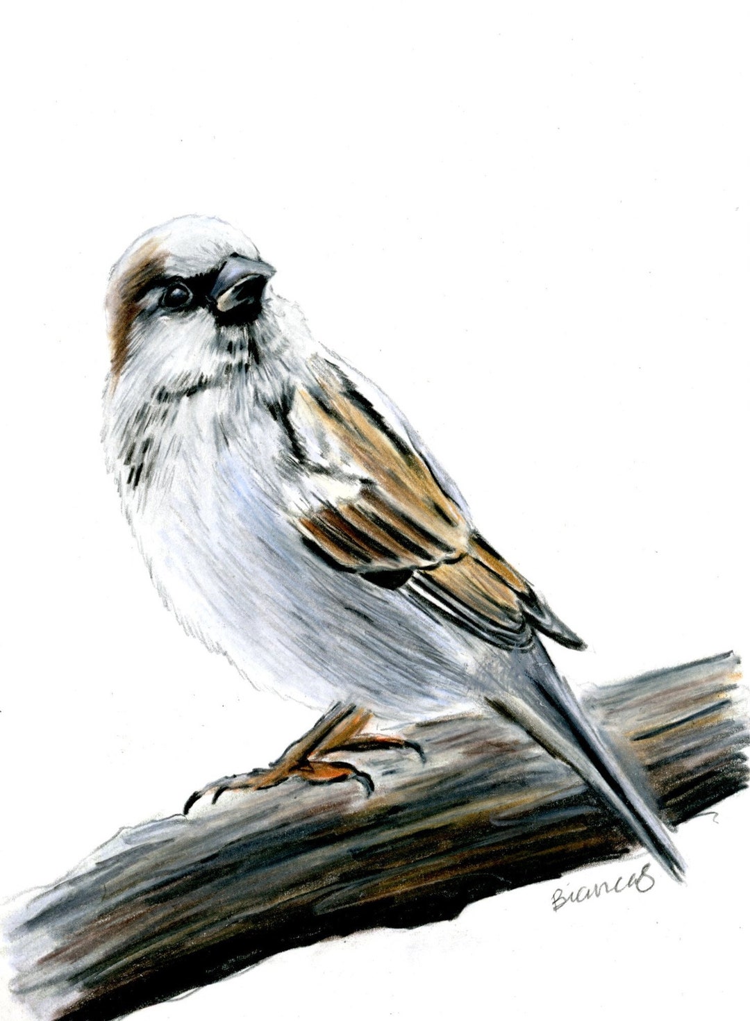 Original Sparrow Drawing | Colored Pencil Bird Art | Hand Drawn | 5"x7 ...