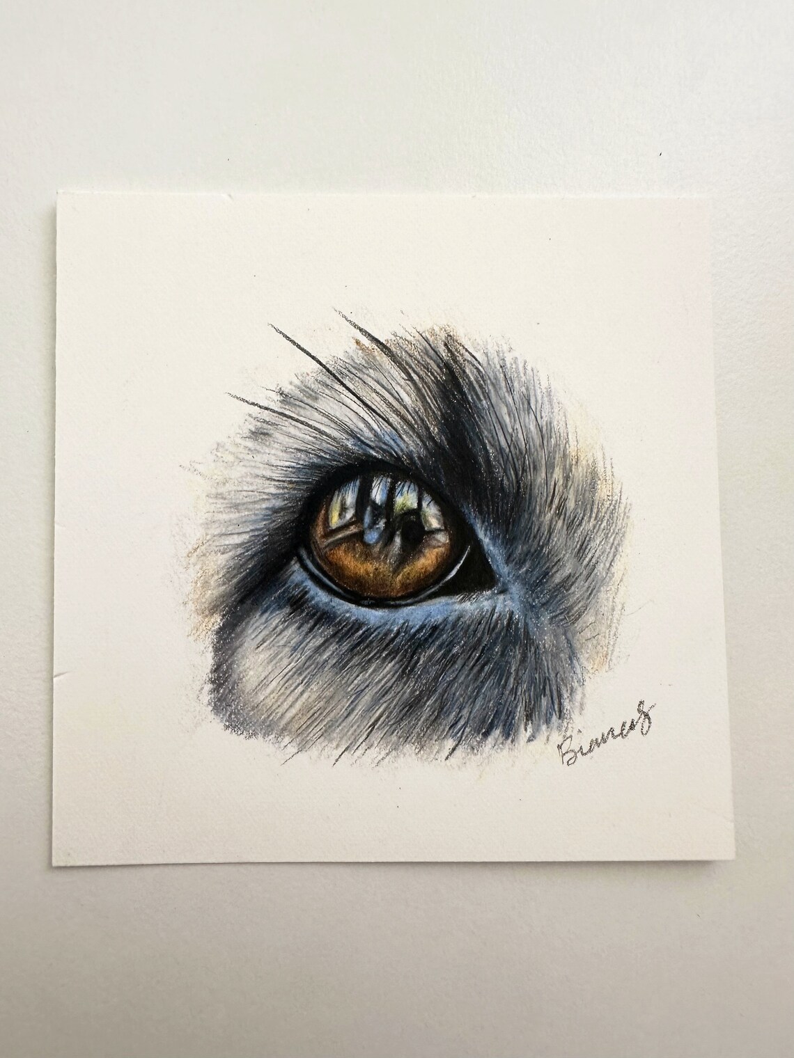 Dog Eye Study | Colored Pencil | 4"x4" - Etsy