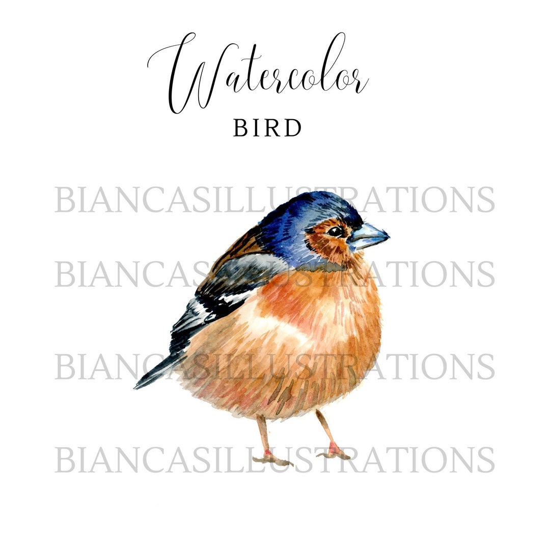 Bird Watercolor Clipart | Hand Painted | Illustration | Graphic | Bird ...