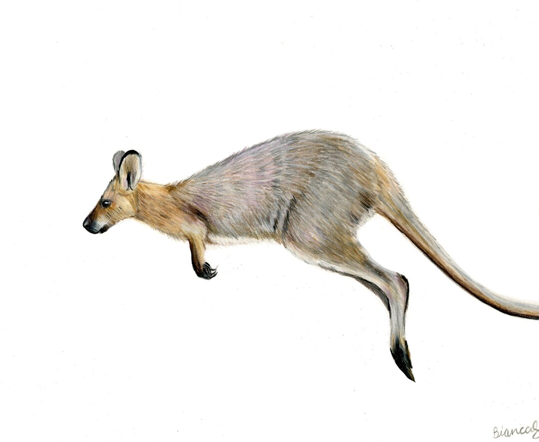 Wallaby Drawing | Colored Pencil Artwork | 8"x10" Drawing | Wildlife ...