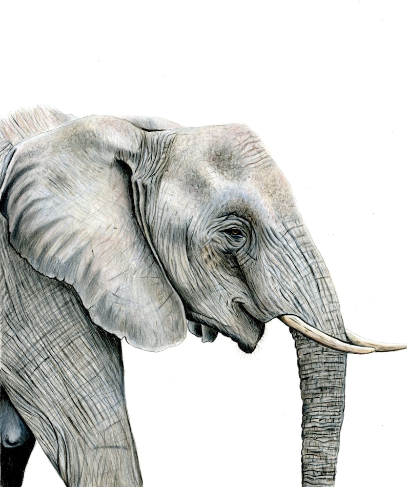 Fine Art Print 'Jumbo' Elephant Colored Pencil Print | Etsy