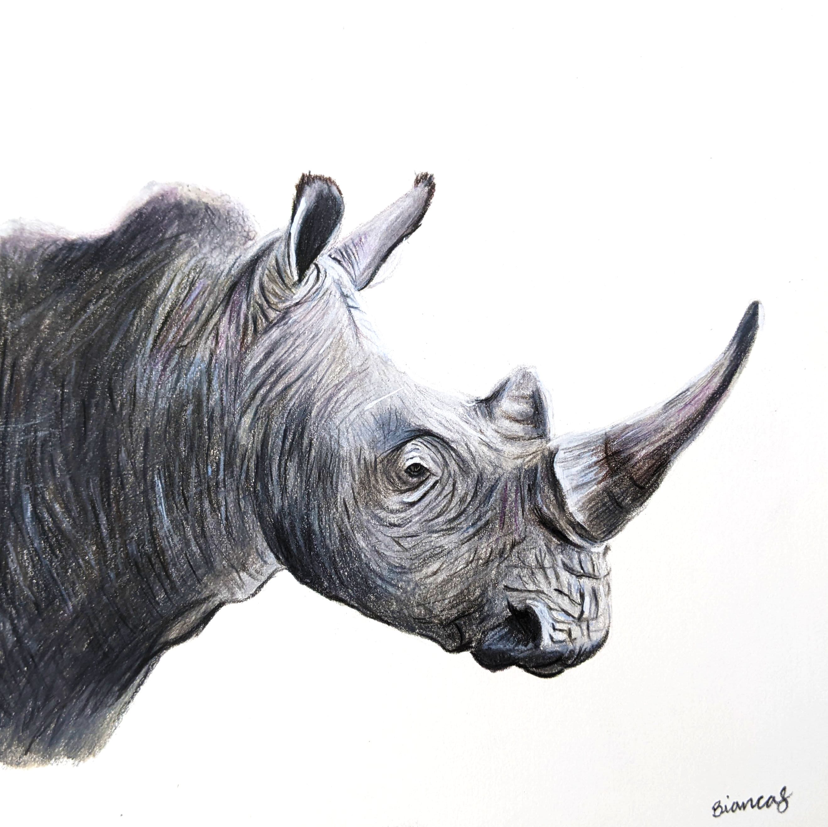 Rhino Head Drawing Front