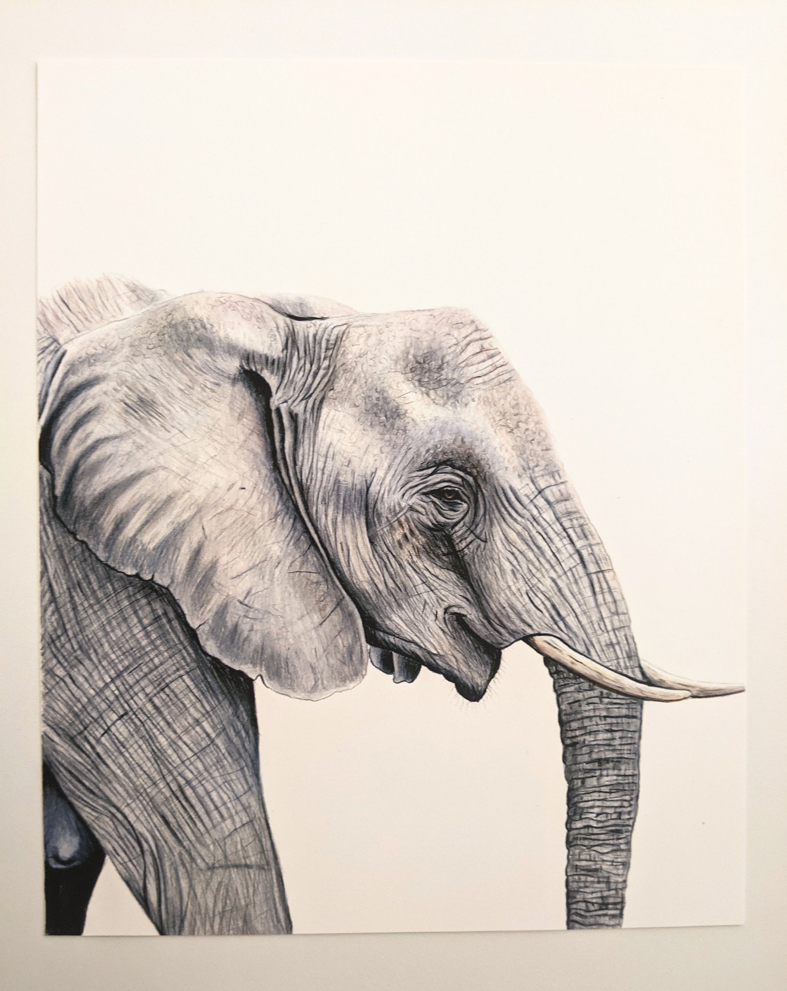Fine Art Print 'jumbo' Elephant Colored Pencil Print - Etsy