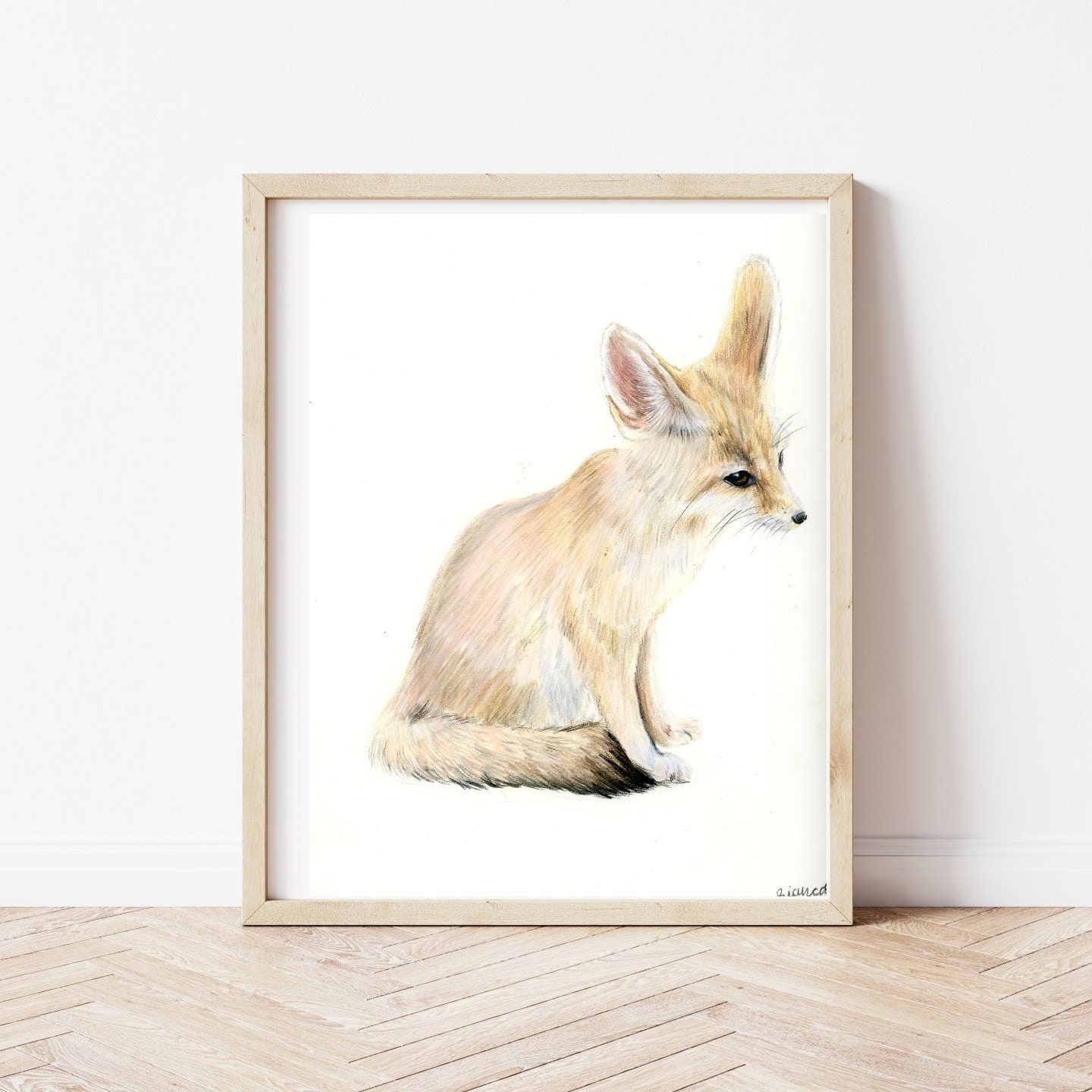 Fennec Fox Drawing