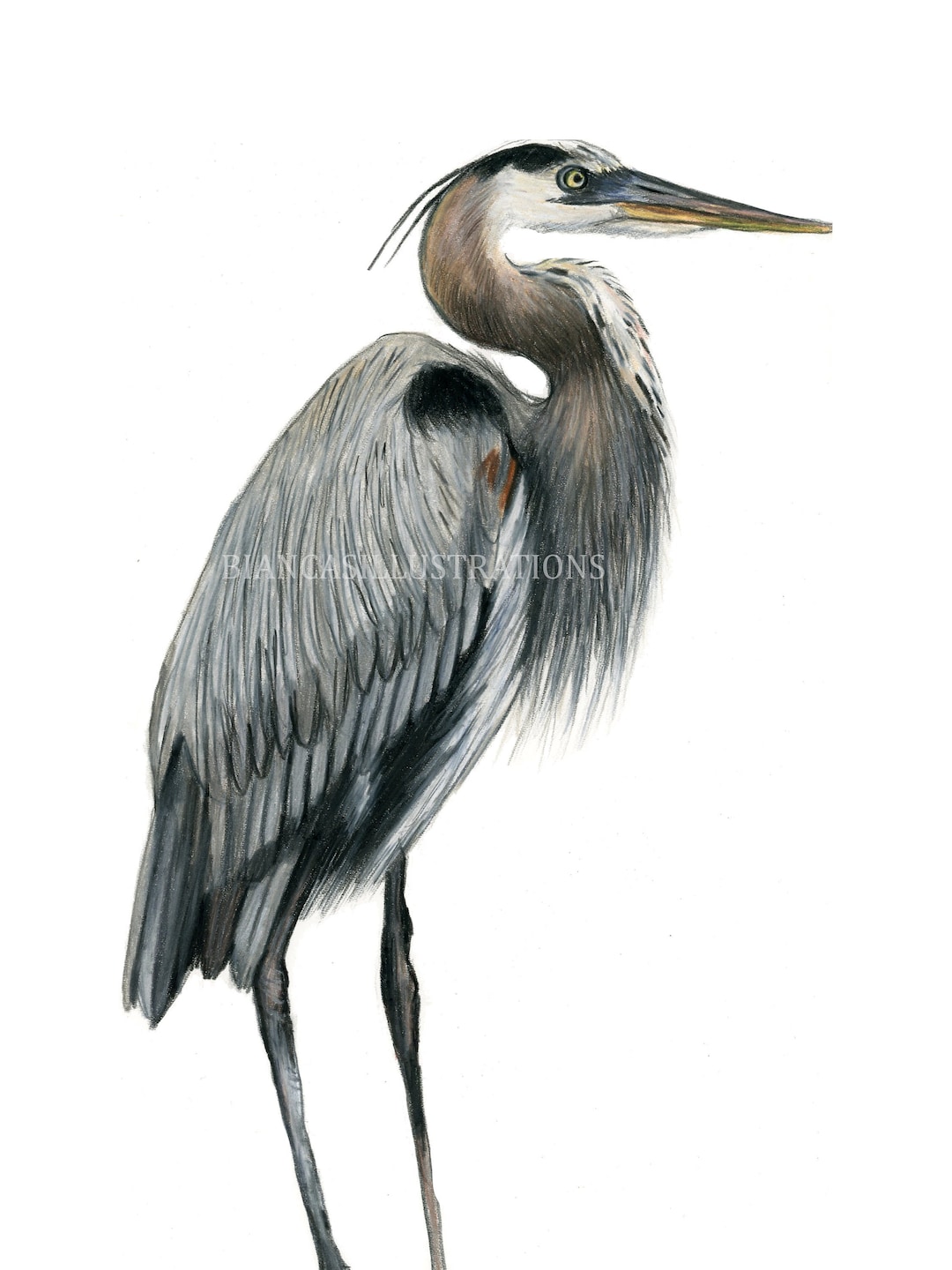 Blue Heron Drawing | ORIGINAL Artwork | Hand Drawn Illustration | Bird ...