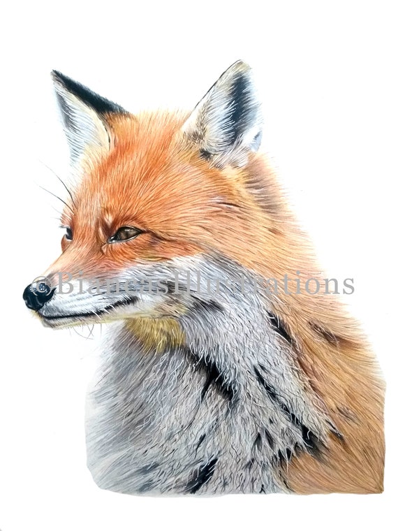 Fuchszeichnungen Mit Bleistift Fuchs Zeichnungen Für Den Herbst