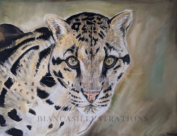 Clouded Leopard Drawing