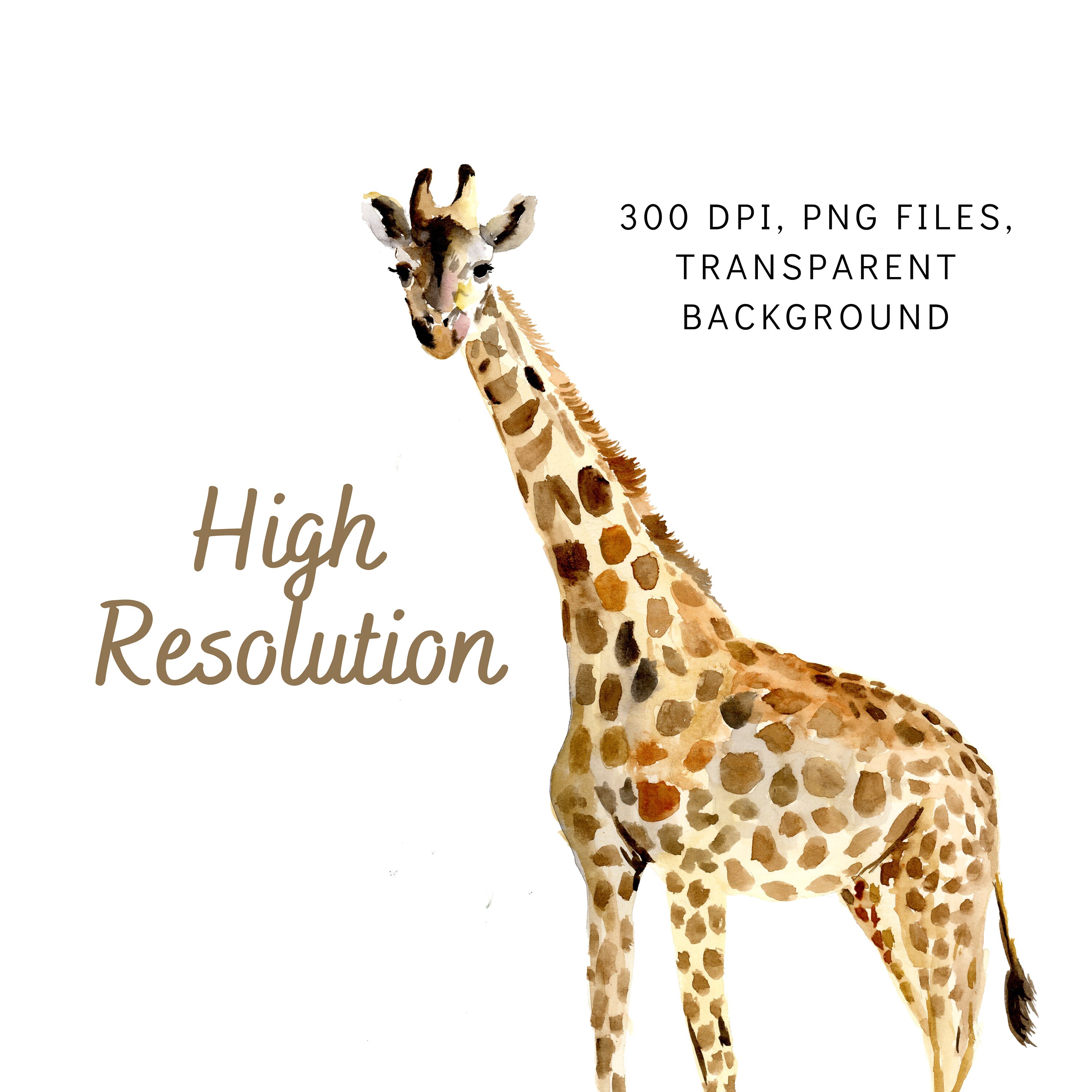 African Wildlife Clipart Wild Animals of Africa - Etsy