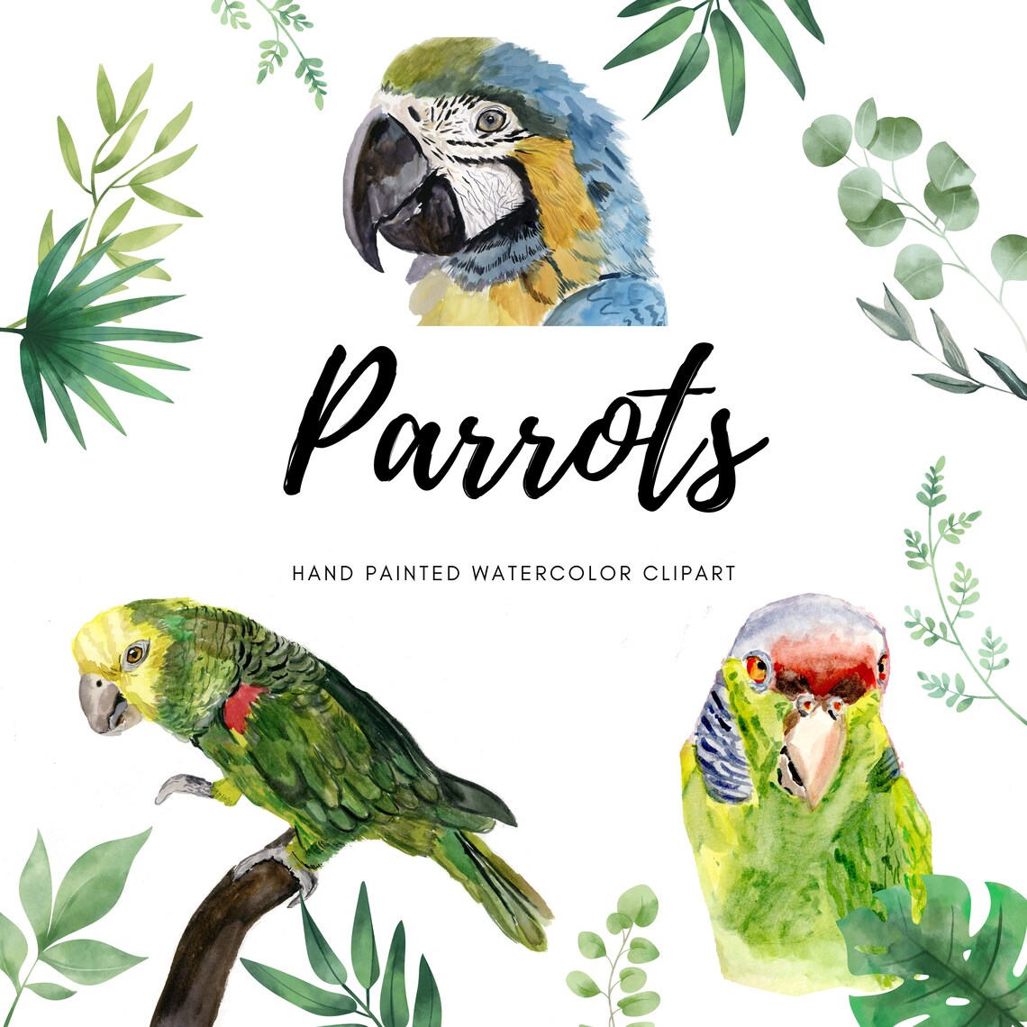 Watercolor Parrots Clipart Transparent Background Colorful - Etsy