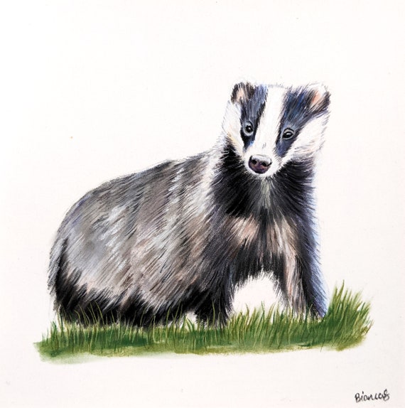 Badger Drawing ORIGINAL Pastel Artwork Wildlife - Etsy