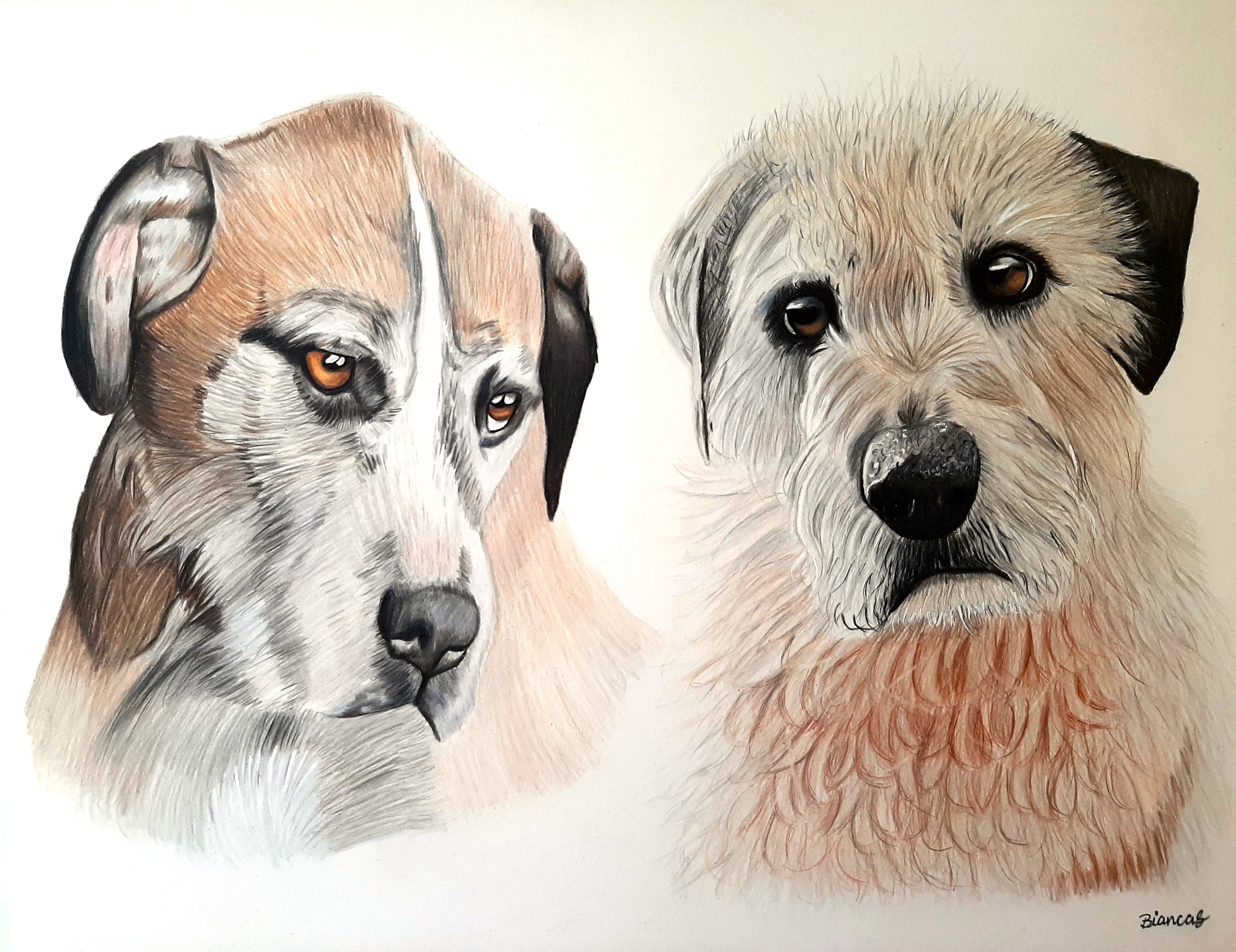 Custom Colored Pencil Pet Portraits Realistic Dog and Cat | Etsy