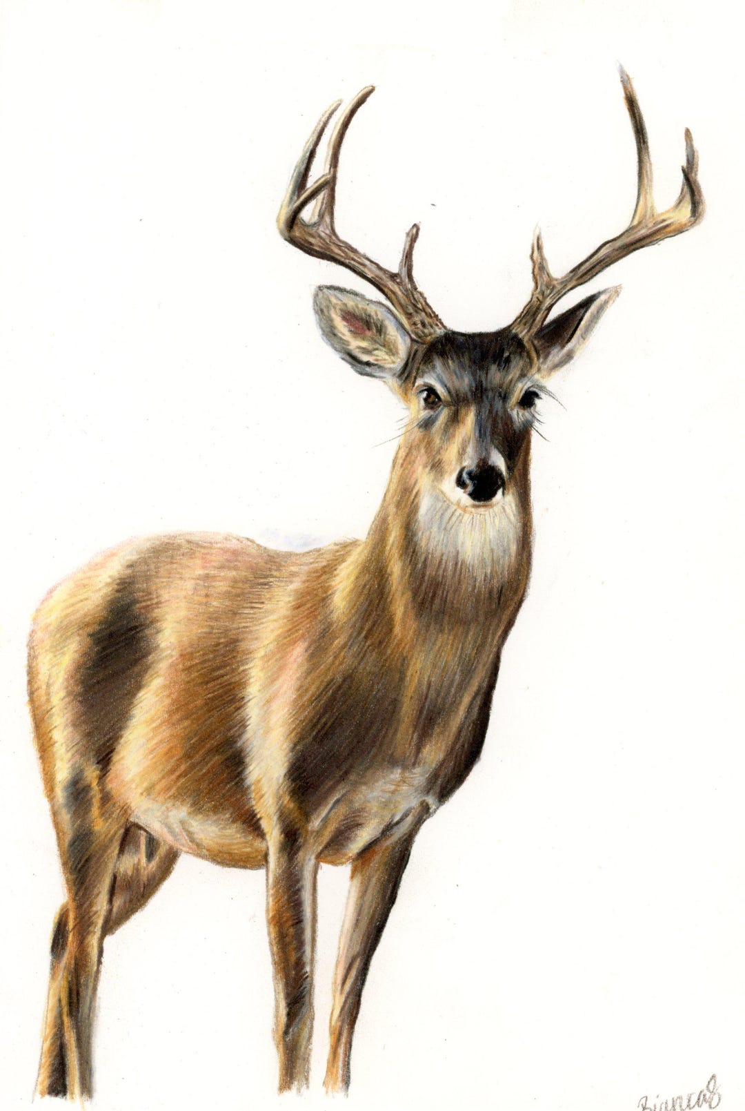 Dibujo original de ciervo / Obra de arte con lápices de colores / Arte ...