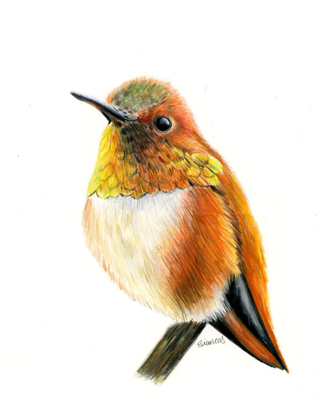 Humming Bird Drawing | Hand Drawn | Colored Pencil Art | 8"x10" | Bird ...