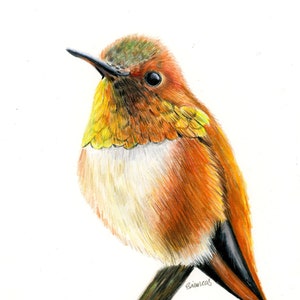 Humming Bird Drawing | Hand Drawn | Colored Pencil Art | 8"x10" | Bird ...