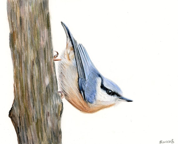 Nuthatch Drawing Colored Pencil Bird Bird Artwork Hand - Etsy