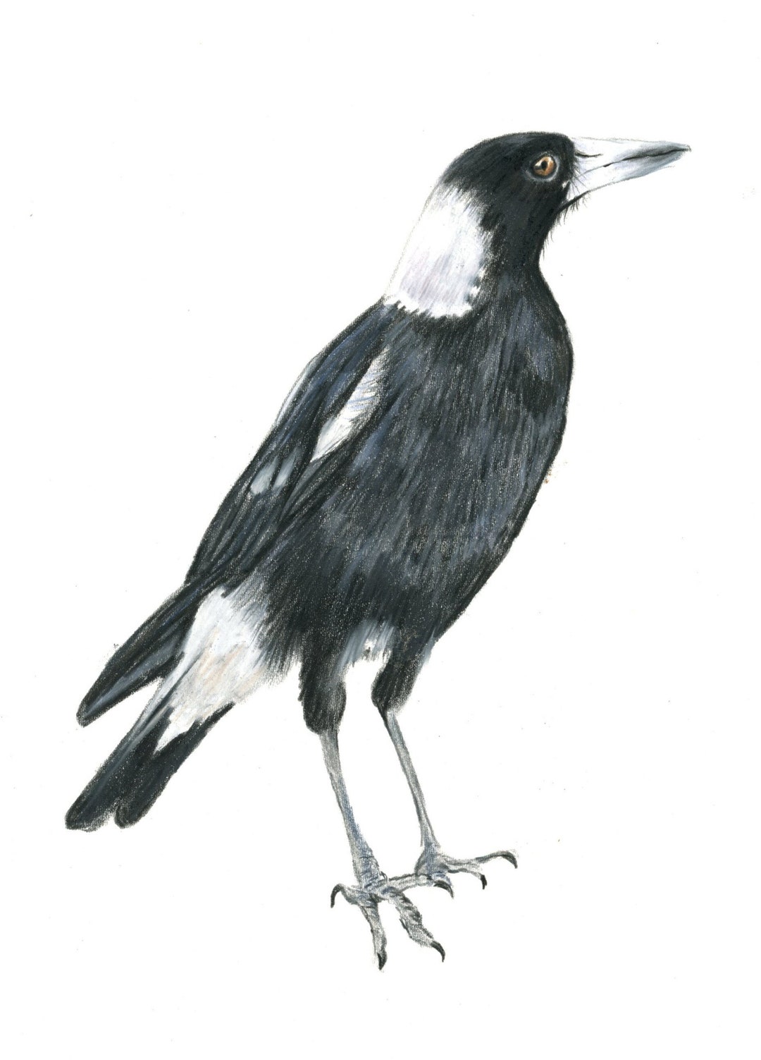 Australian Magpie Drawing | Hand Drawn | Colored Pencil Artwork | 8"x10 ...