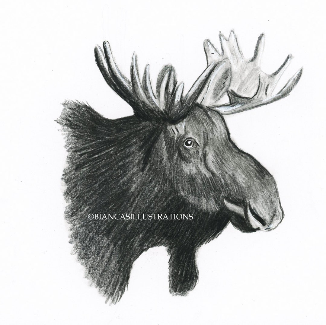 Moose Drawing, ORIGINAL Graphite Artwork, Hand Drawn Illustration ...