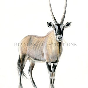 Antelope Drawing | Colored Pencil Artwork | Hand Drawn | 8"x10 ...
